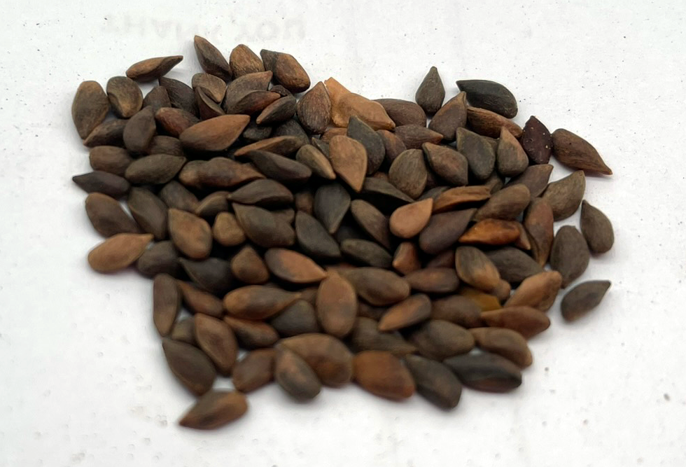 Norway Spruce Seeds | Picea abies Tree Seeds 🇬🇧 Trusted UK Stock | eBay