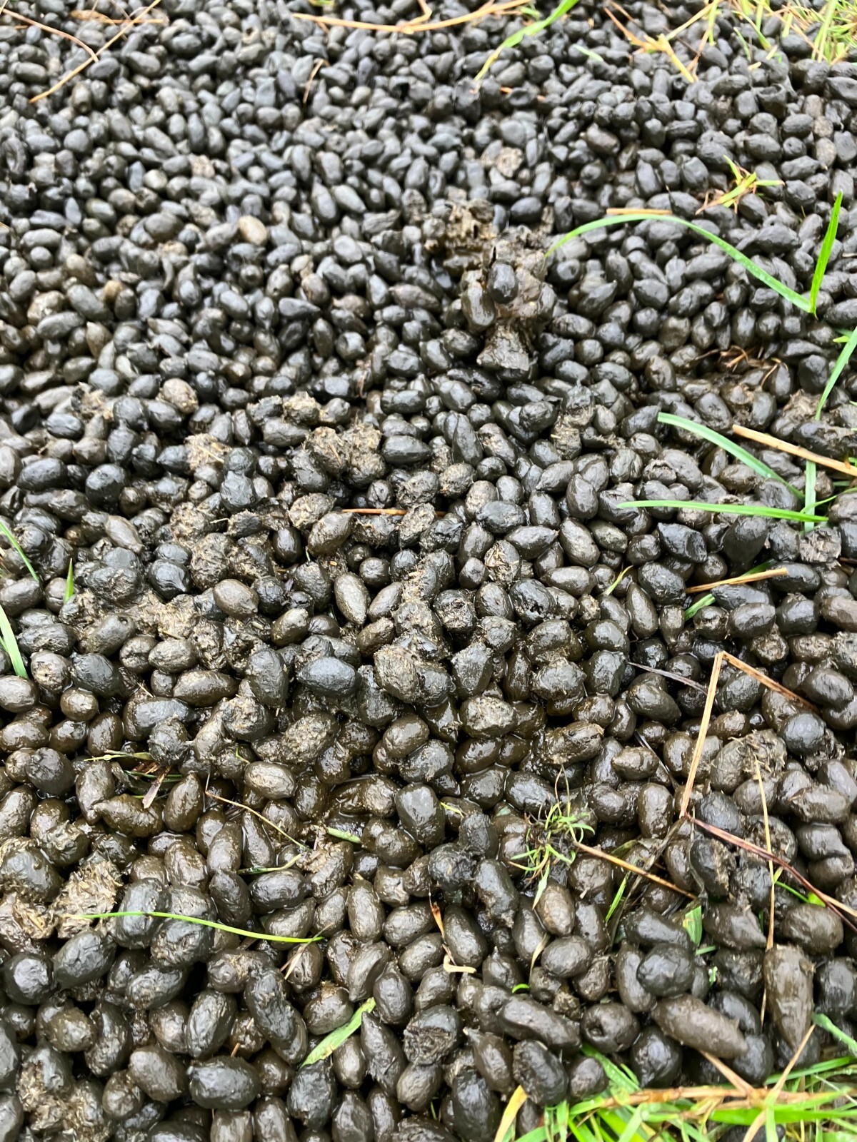 Alpaca Natural Manure Poo Fertiliser for Garden, Plants, Flowers, High ...