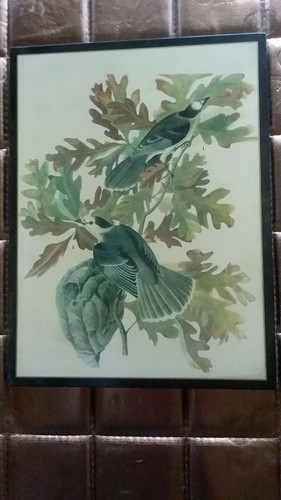 Vintage Audubon - Canada Jay - Shellac Print on Black Resin Board | eBay