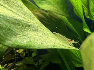 5+2 (wild type) Cull Cherry Shrimp Home Bred Breeder Live | eBay