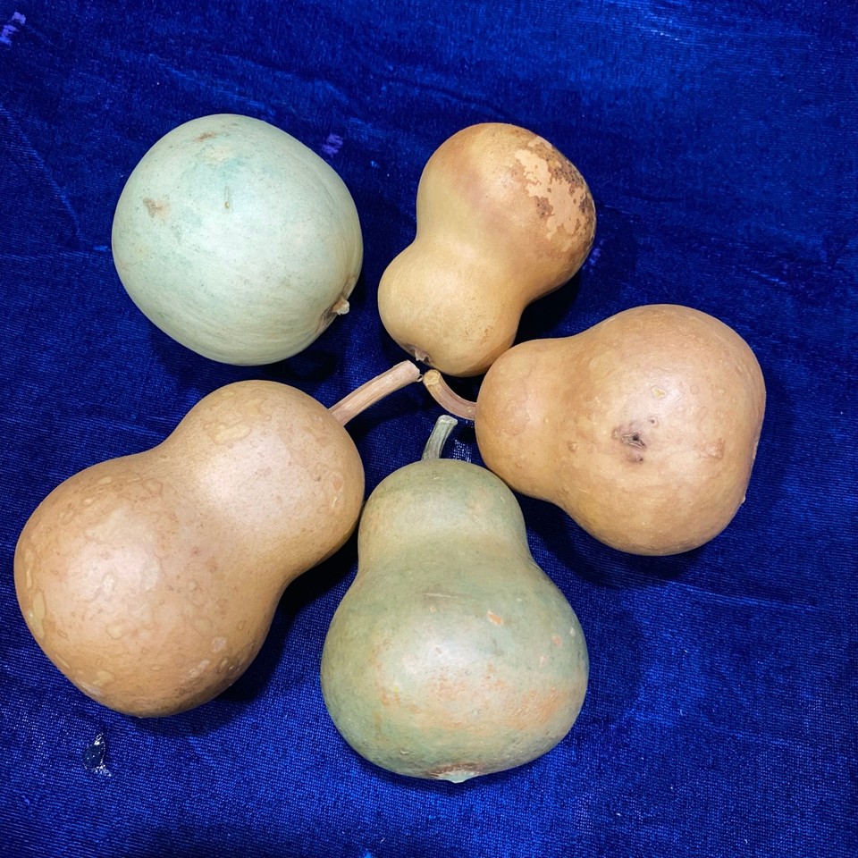 Lot of FIVE (5) Gourds Small Size Pear Shaped Round Dried Natural Color ...