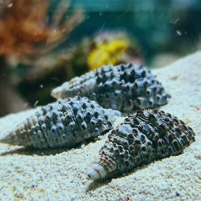 Snails Salt Water Cerith Snails 10 Pack | eBay