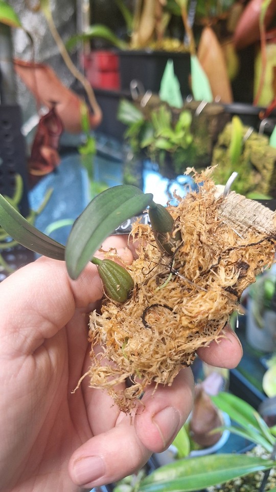 Very Rare Bulbophyllum Baosangii Orchid For Sale , Recently Described ...