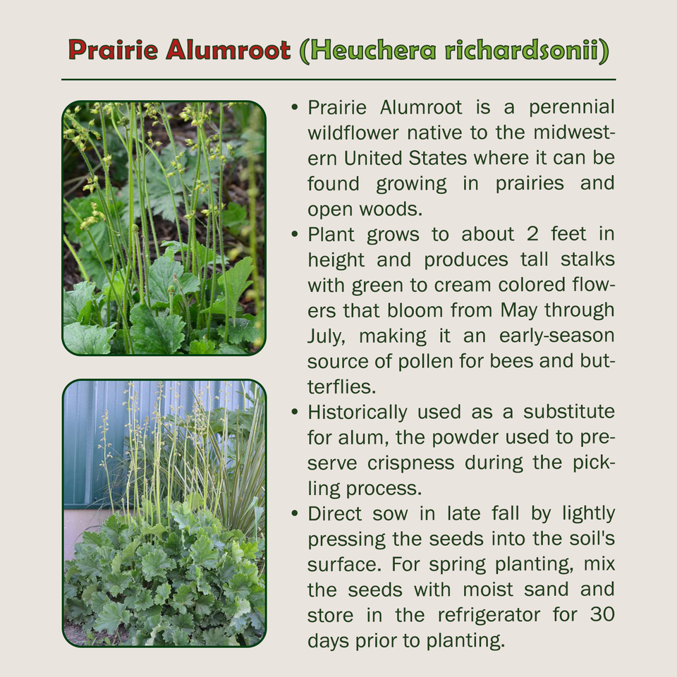 1000 Prairie Alumroot Seeds, Heuchera richardsonii, Native Wildflower ...