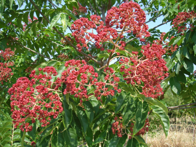 Korean Evodia, (Bee Bee Tree), Evodia danielli, Tree Seeds (Fast, Showy ...