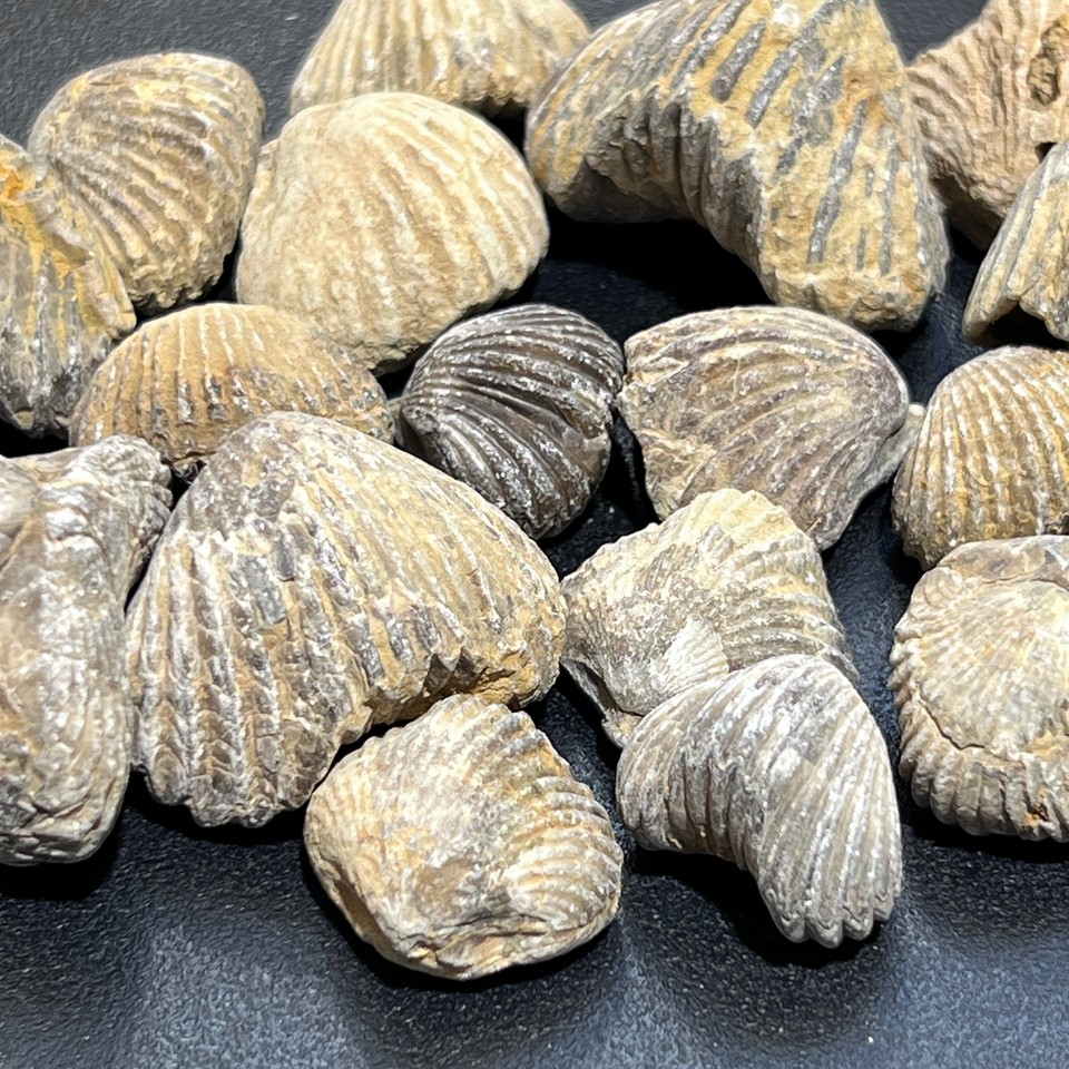 Brachiopod Shell Fossils Collection Bulk Wholesale Lot Fossil From ...