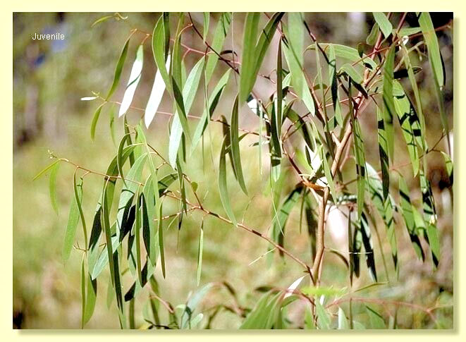 Eucalyptus Rodwayi - Swamp Peppermint tree 80-100cm | eBay UK