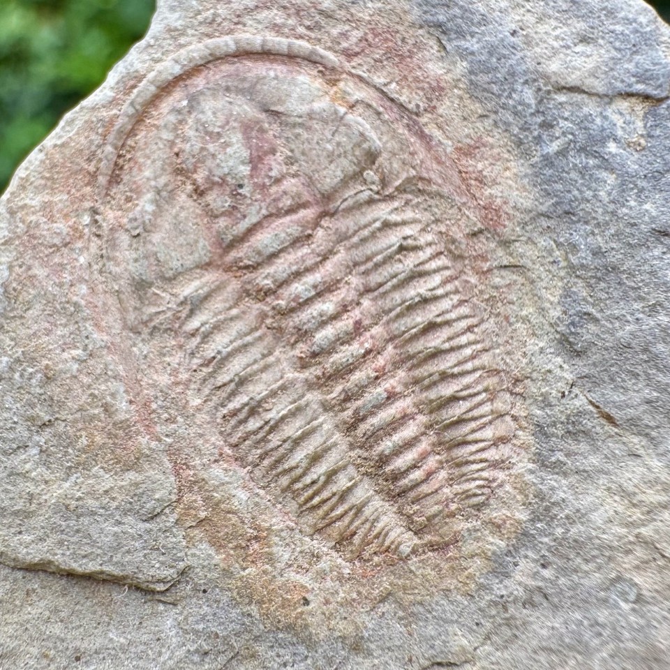 Rare Redlichia Trilobite Fossil – Early Cambrian, Emu Bay Shale ...