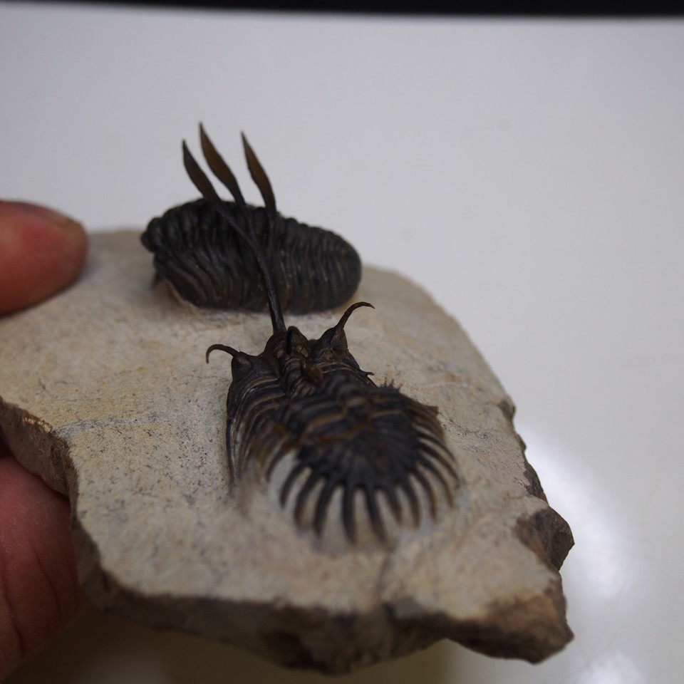 Trilobite Walliserops trifurcatus Fossil Arthropods Devonian Morocco | eBay