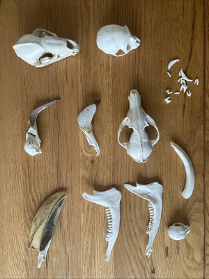 monkeys birds badgers and fox skulls See In The Description For More ...