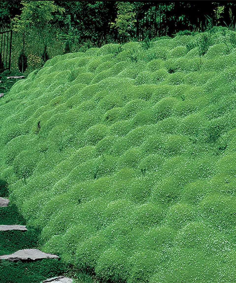 English Moss Ground Cover Treadwells, Stepables And Perennial Ground