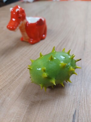 Ethiopian Spiny Cucumber - Cucumis carolinus - 5+ seeds - Samen - Cu ...