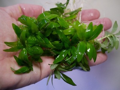 S Repens - Staurogyne Repens - Buy 2 get 1 FREE - 4 oz Cup Full - Free ...