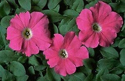 Petunia Dreams Pink 25 Seeds. GRX SEEDS | eBay