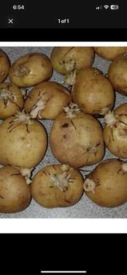 Certified Seed Potatoes -Scottish Basic Seed Potatoes X12 Tubers for ...