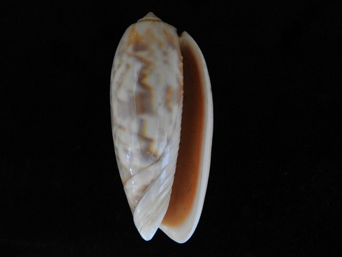 Sea Shells Oliva miniacea sylvia 64.8mm ID#4792 | eBay