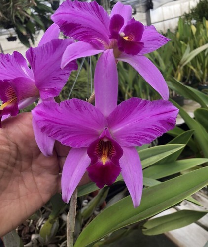 Laelia anceps lineata 'Feathered Lady NDT' FCC/AOS Original Cattleya ...