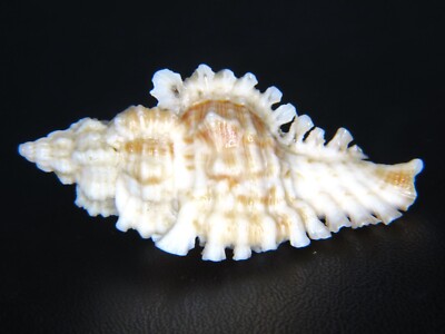 MUREX FLORIFER DILECTUS: FROM THE CORDY COLLECTION @ 52.92MM W ...