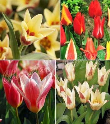 Tulip Rockery Spring Flowering Mixed Colour Gardening Bulb Corm ...