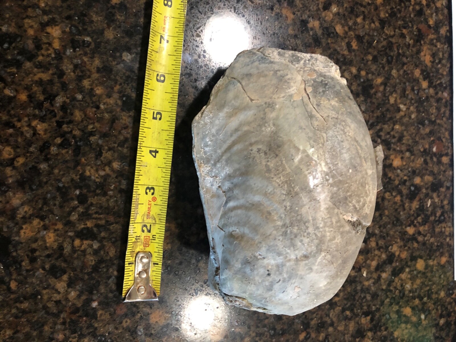 Prehistoric large fossilized clam | eBay