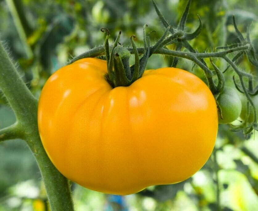 15 Golden Queen Tomato Seeds - Heirloom | eBay UK