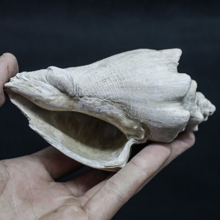240GR Natural Rough Strombus Mollusca Sea Shell Fossil Gastropoda | eBay