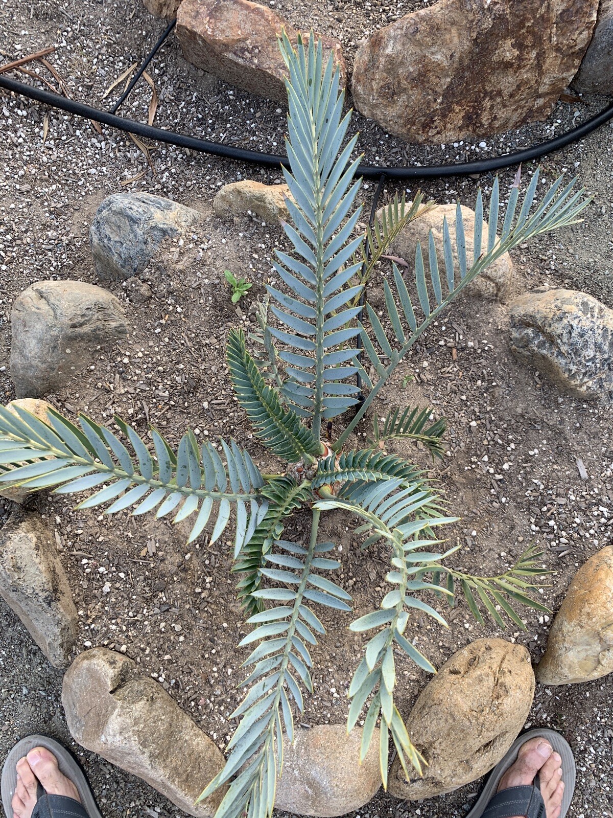 Encephalartos Lehmannii KAROO CYCAD Icy Blue Cold Hardy Ice Blue Cycads ...