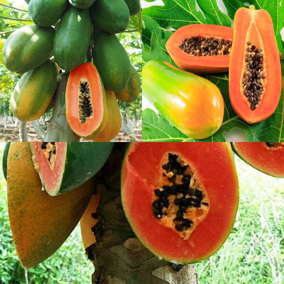 50 Papaya Seeds Rare Red Dwarf Solo Waimanalo (Carica Papaya) fruit ...