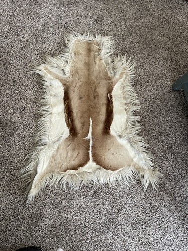 Two Springbok Hides from Namibia - 40”x20” | eBay