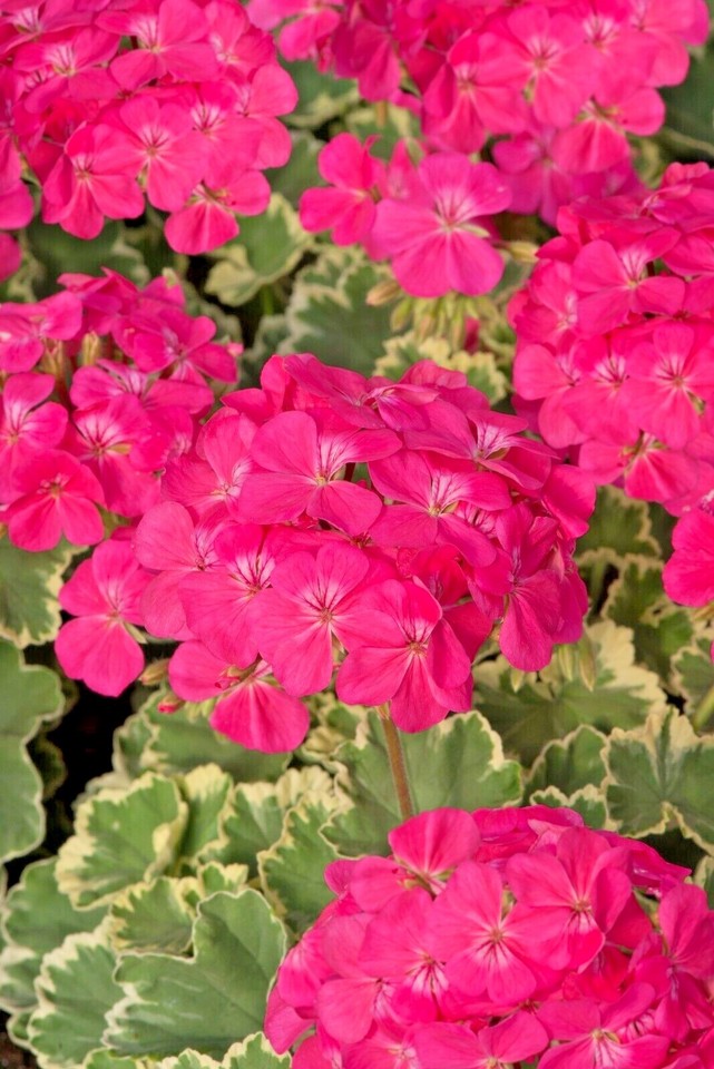 Geranium Fancy Leaf Varieties Plants with Nice Flowers too in 9cm Pots ...