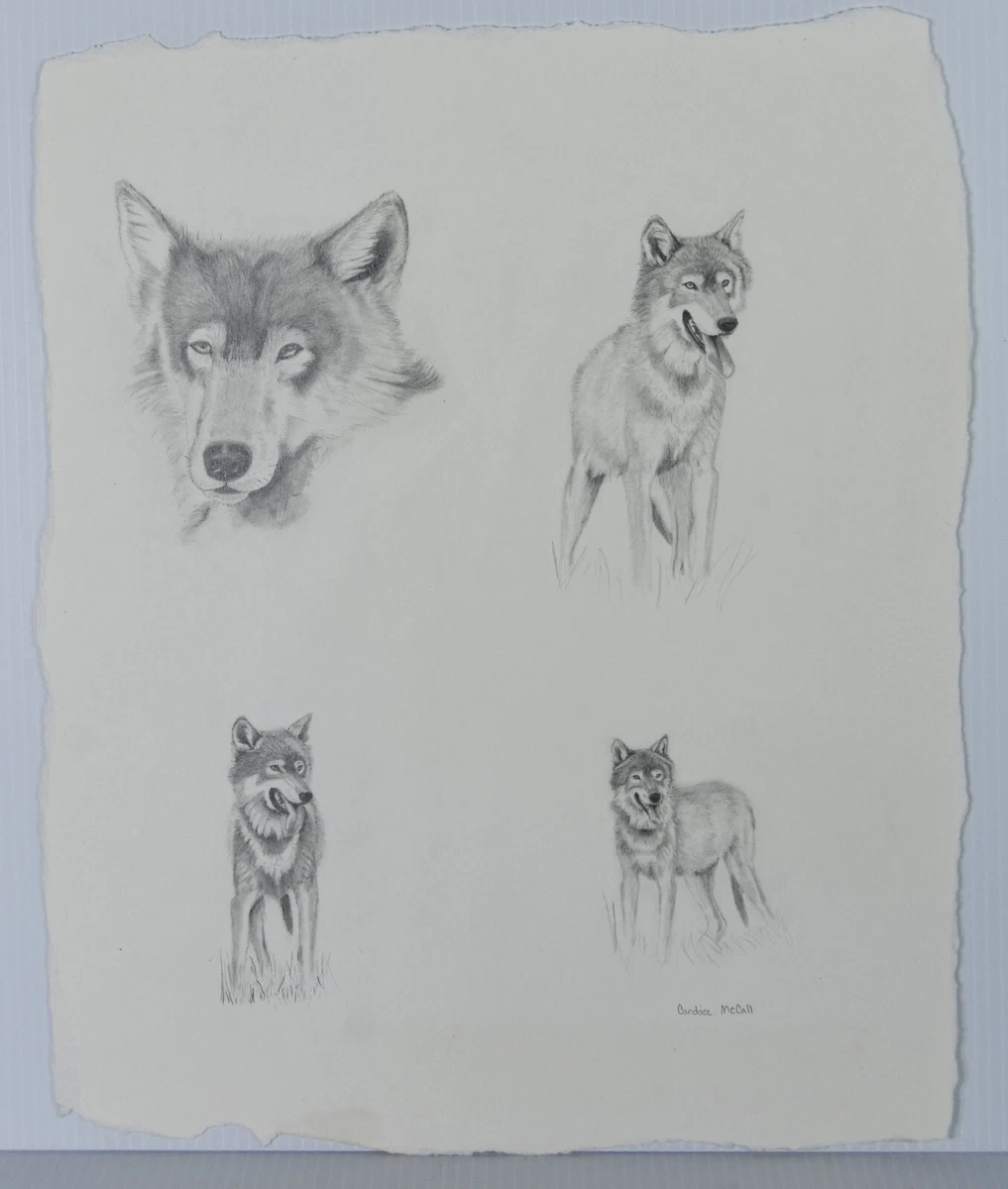 Wolf Pup Pencil Drawings