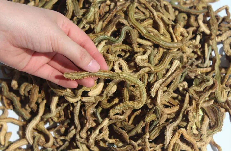 Worms lug worms 2- Packs Dehydrated fishing bait Lugworms | eBay