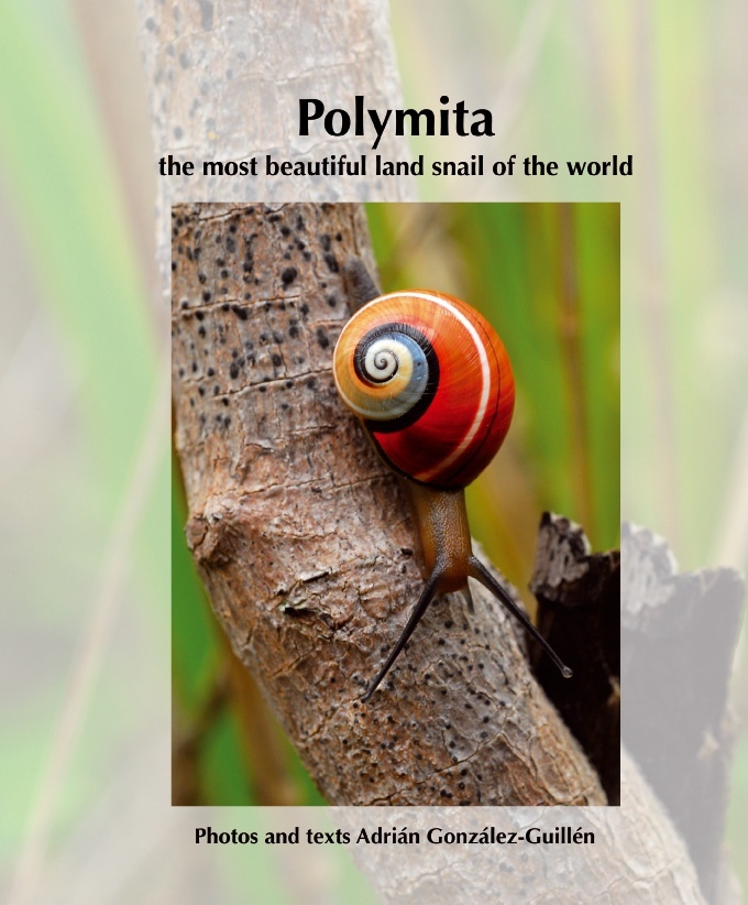 POLYMITA, the most beautiful landsnail in the world. Nature, liguus ...