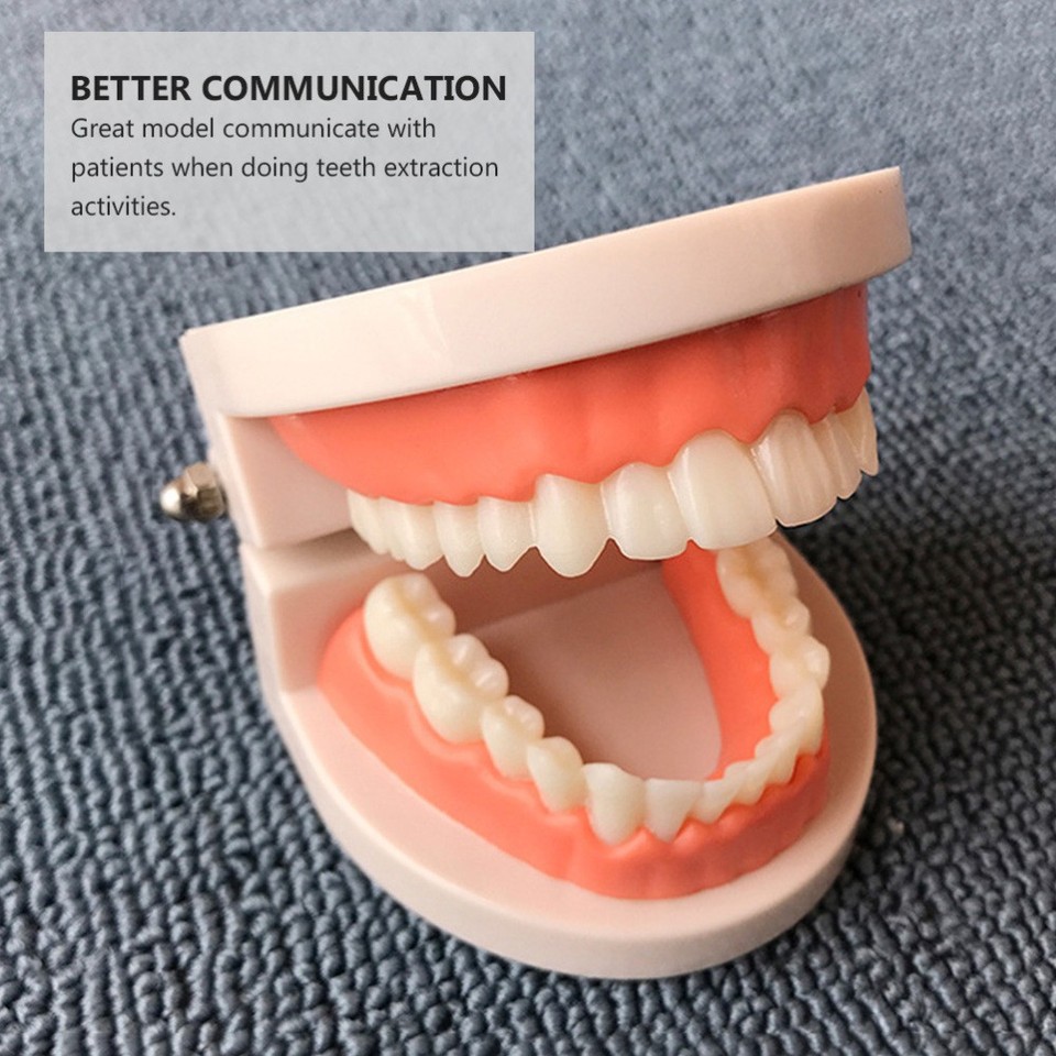 Denture Teaching Model Removable Tooth Study Supplies Typodont Teeth ...