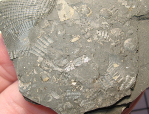 Early Cretaceous Kiowa Formation Kansas Shell Bed fossil rich matrix ...