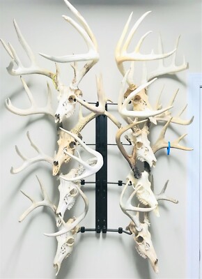 RACK TRACK–European Skull Mounting Kit-32” Kit #9–8 Pivoting Deer Skull ...