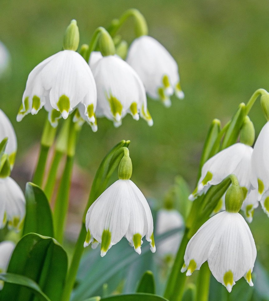 Votaniki Leucojum Aestivum (Summer Snowflake) Bulbs - Large Flower ...
