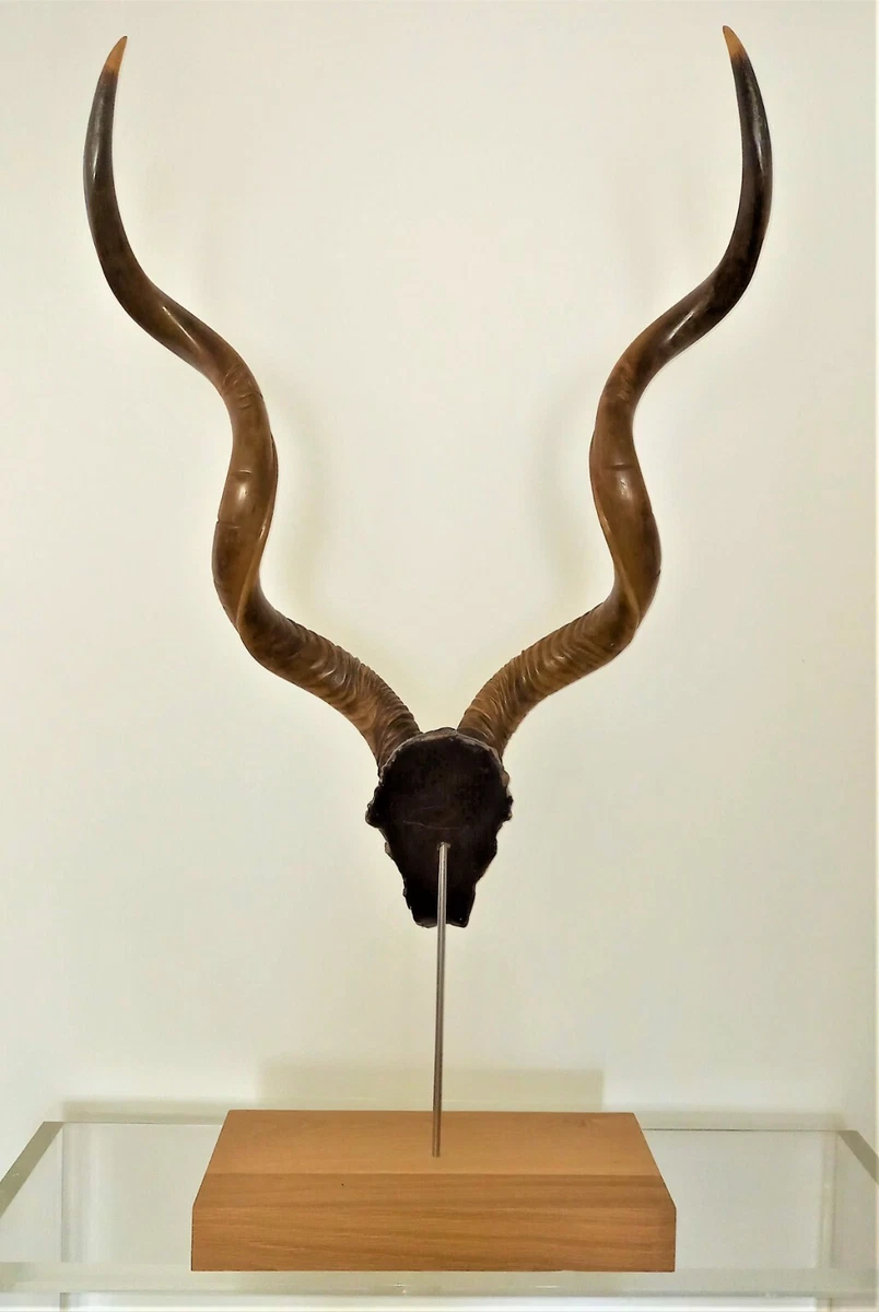 African Kudu Horns