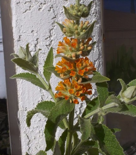 BEAUTIFUL ORANGE SCEPTRE BUTTERFLY PLANT, BUDDLEIA POTTED PLANT 6-12 ...