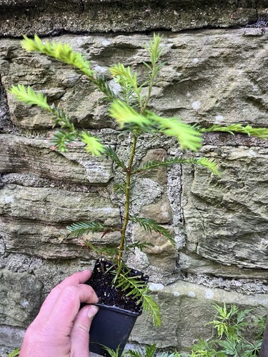 Sequoia sempervirens Coastal Redwood -9cm pot ideal bonsai subject or ...