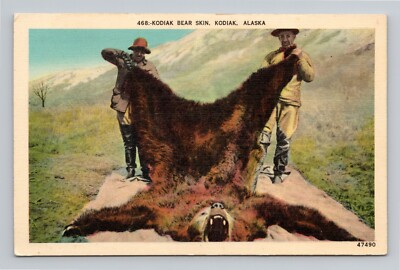 Kodiak Bear Skin Kodiak Alaska White Border Postcard Unposted Hunter | eBay