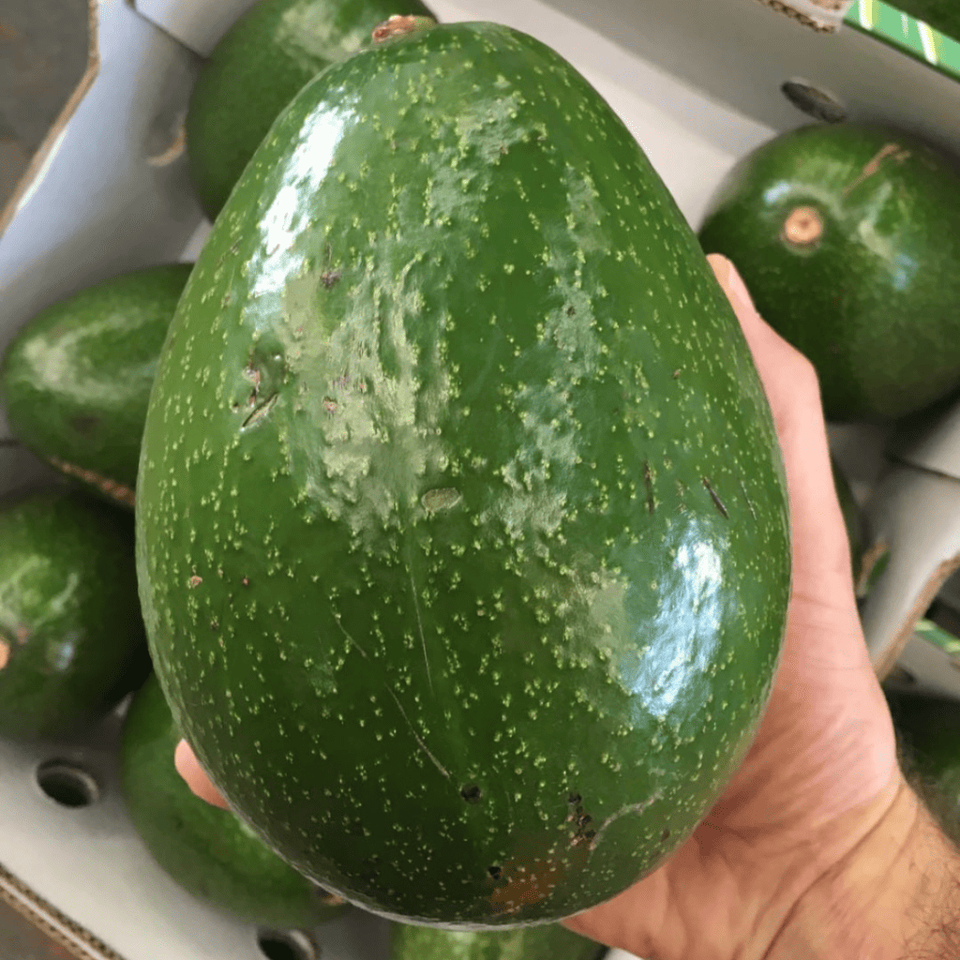 AVOCADO MONROE GRAFTED ORGANIC TREE | eBay