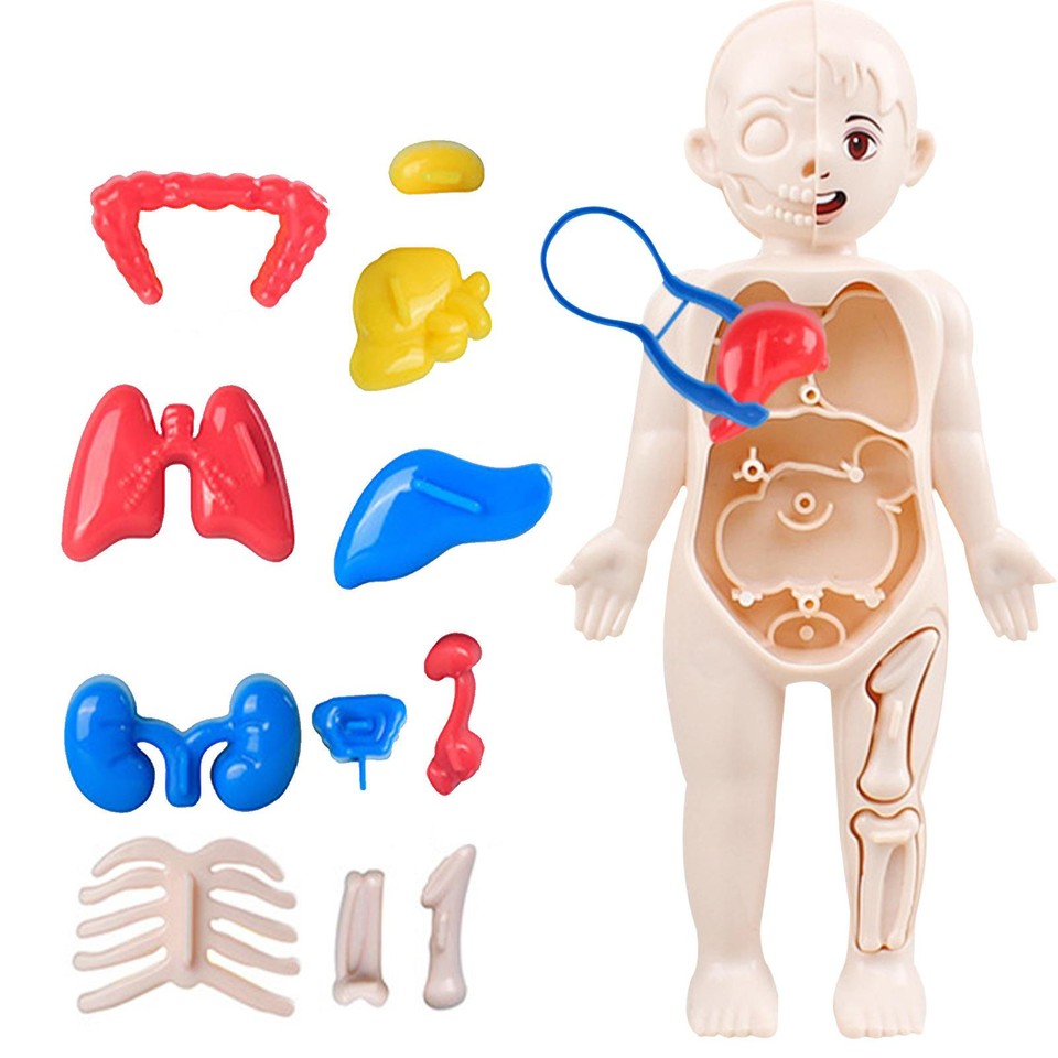 Human Body 3D Puzzle Learning Organ Educational Anatomy Model Toy For ...