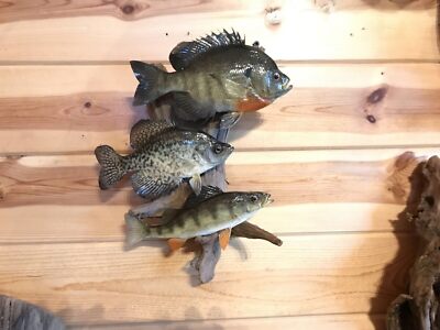 Beautiful Sunfish Crappie Perch Fish Taxidermy Wall Mount Art Wildlife ...
