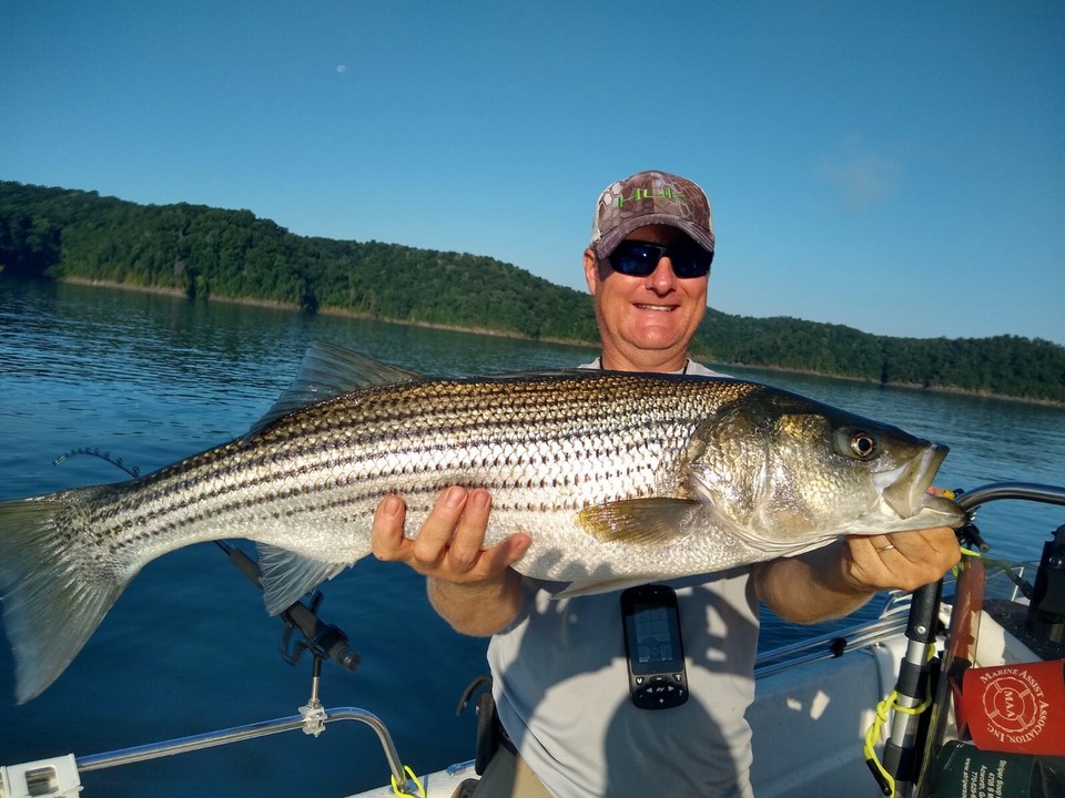 Striped Bass, Striper, Hybrid and Whitebass Fish Thumper Attractor With ...