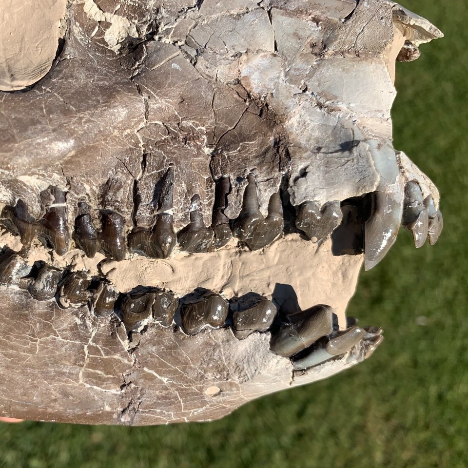 Fossil Oreodont Skull, Merycoidodon, White River Badlands, Nebraska | eBay
