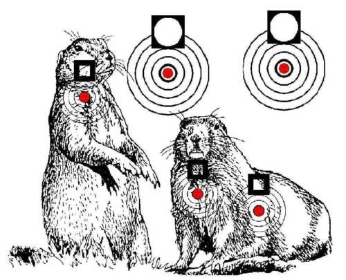 Printable Animal Targets