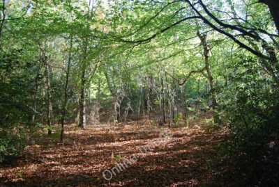Photo 6x4 Clearing in Hurst Wood Royal Tunbridge Wells c2011 | eBay UK