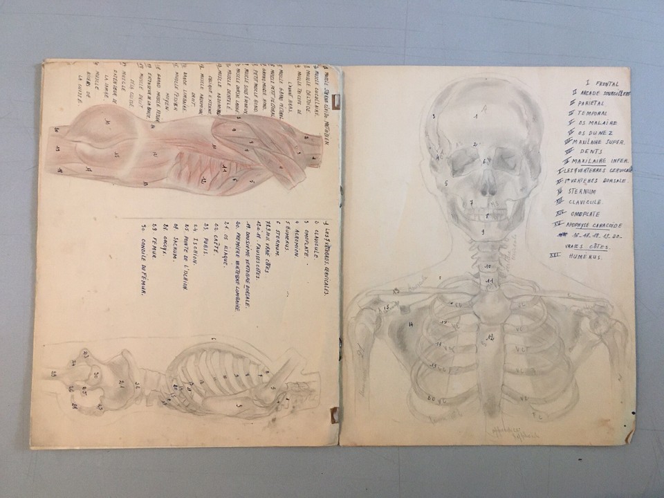 Superb Anatomical Anatomy Notebook Curiosities Hand Drawn Pencil 1960 ...