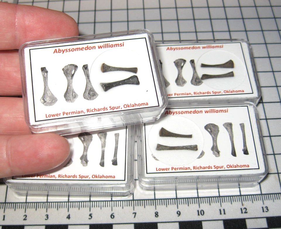 Permian parareptile Abyssomedon fossil Richards Spur 2 limb bones in ...